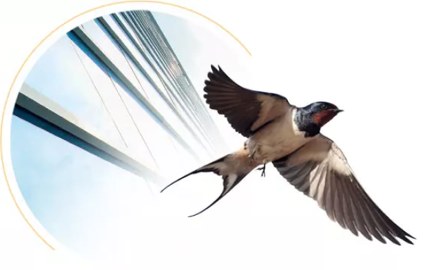 Large-scale Pro – Feather Friendly