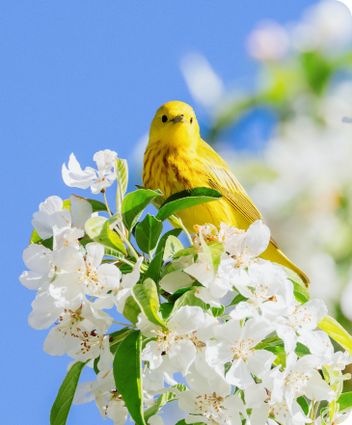Understanding Bird Collisions – Feather Friendly