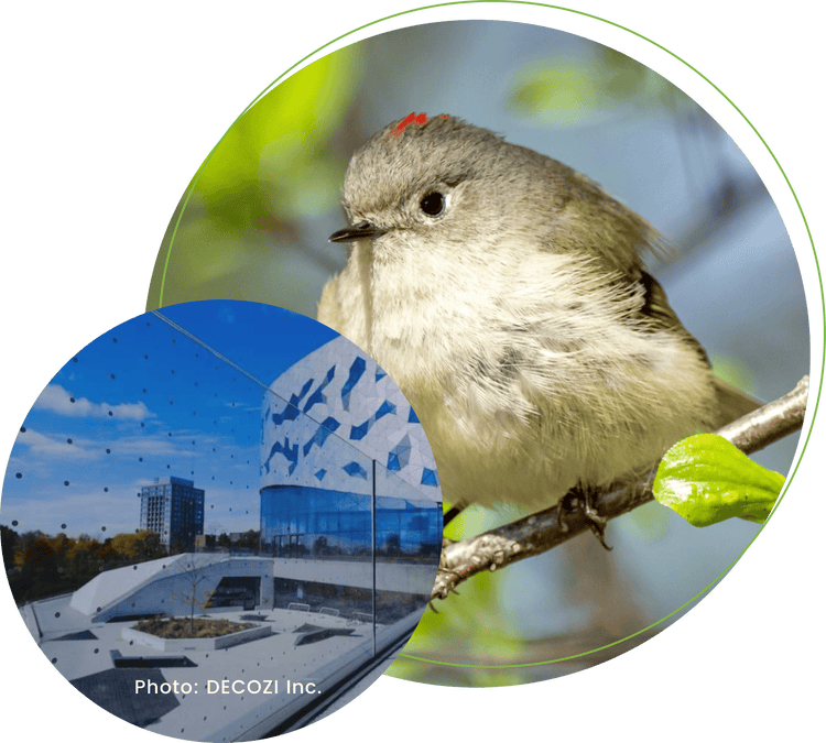 CSA Building Standards – Feather Friendly